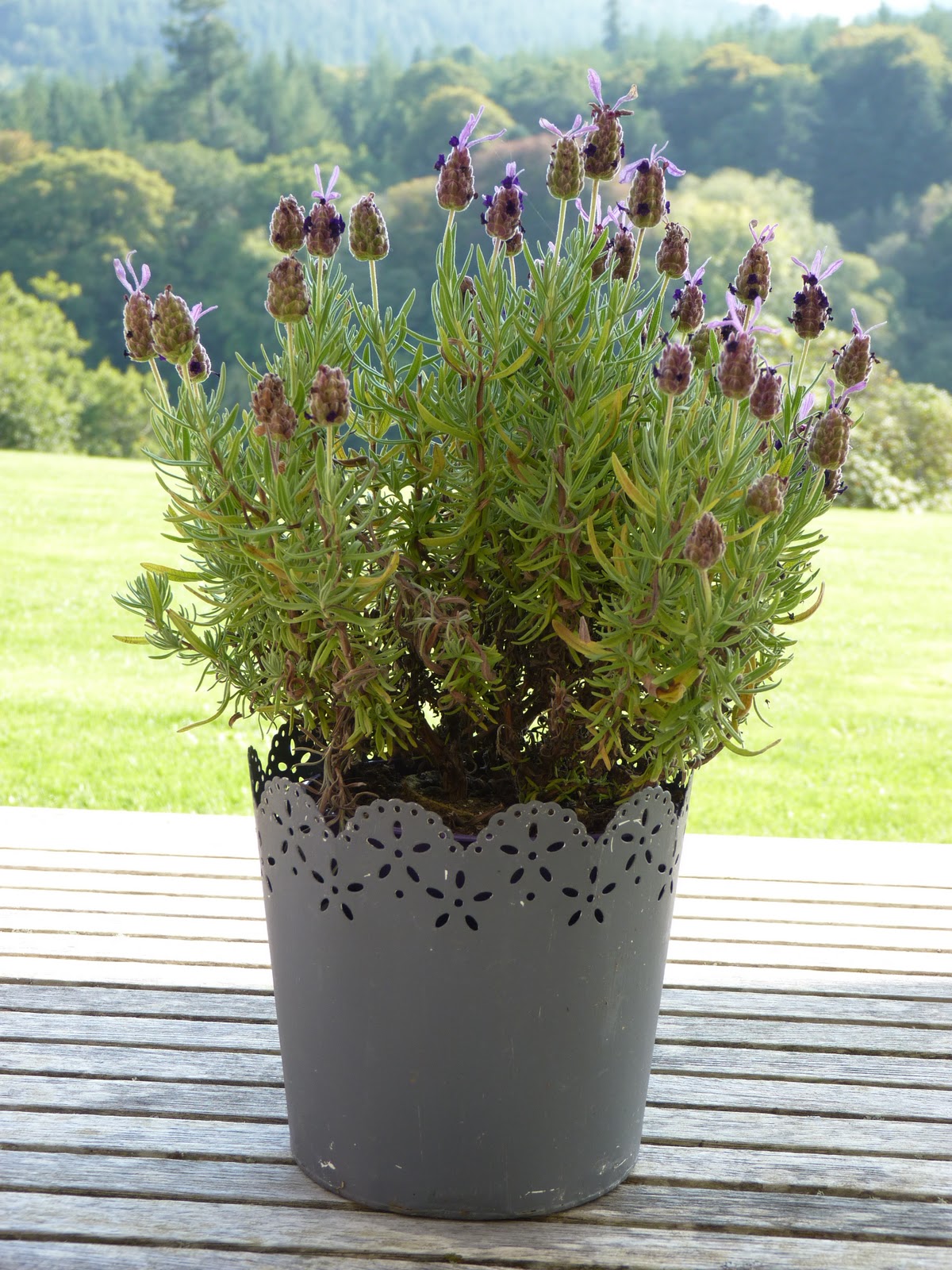 Come Travel With Me: Endsleigh House Hotel