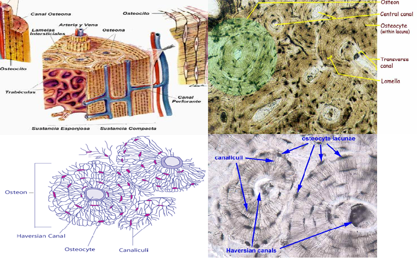 Histología de los sistemas