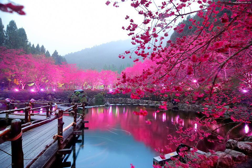 Lighted Cherry Blossom Lake (Sakura, Japan) - Beautiful Picture