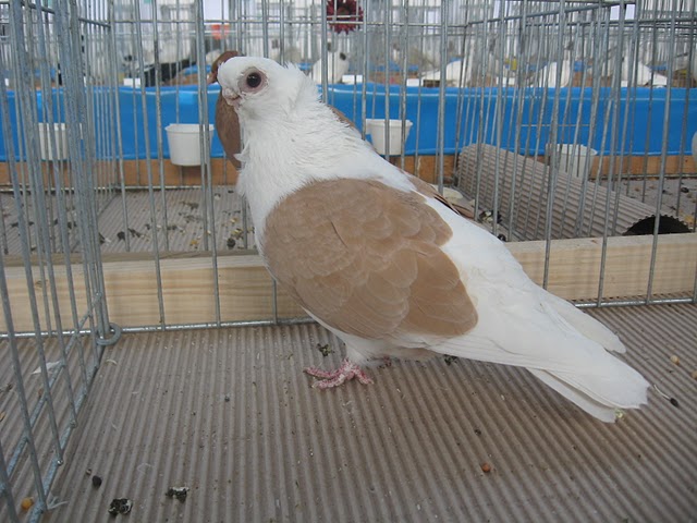 Polish Owl Pigeons ( Mewka Polska ) - Pigeons fall