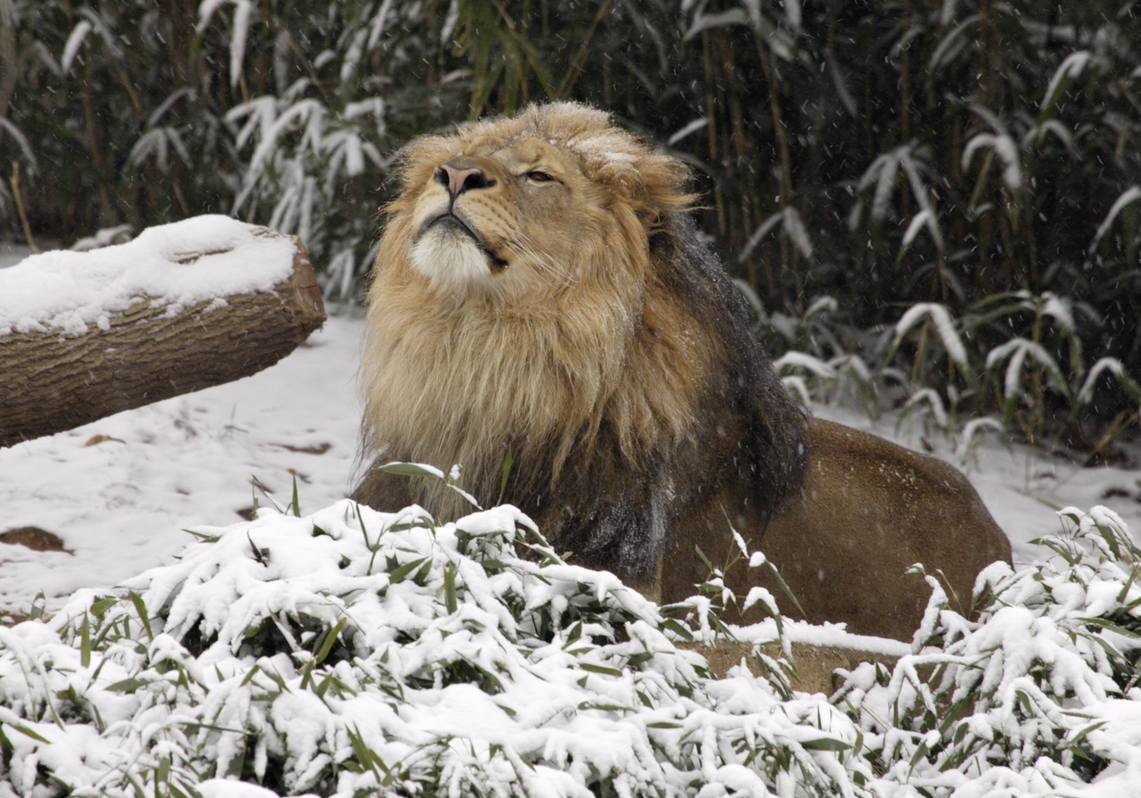 20 Wonderful pictures of animals in the snow | Amazing Creatures