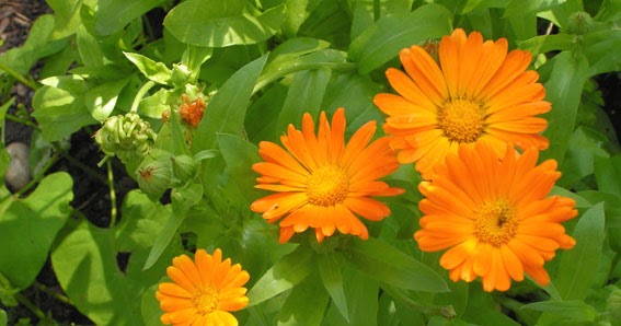 galbenele planta medicinala-marigold herb | Farmacia Naturală
