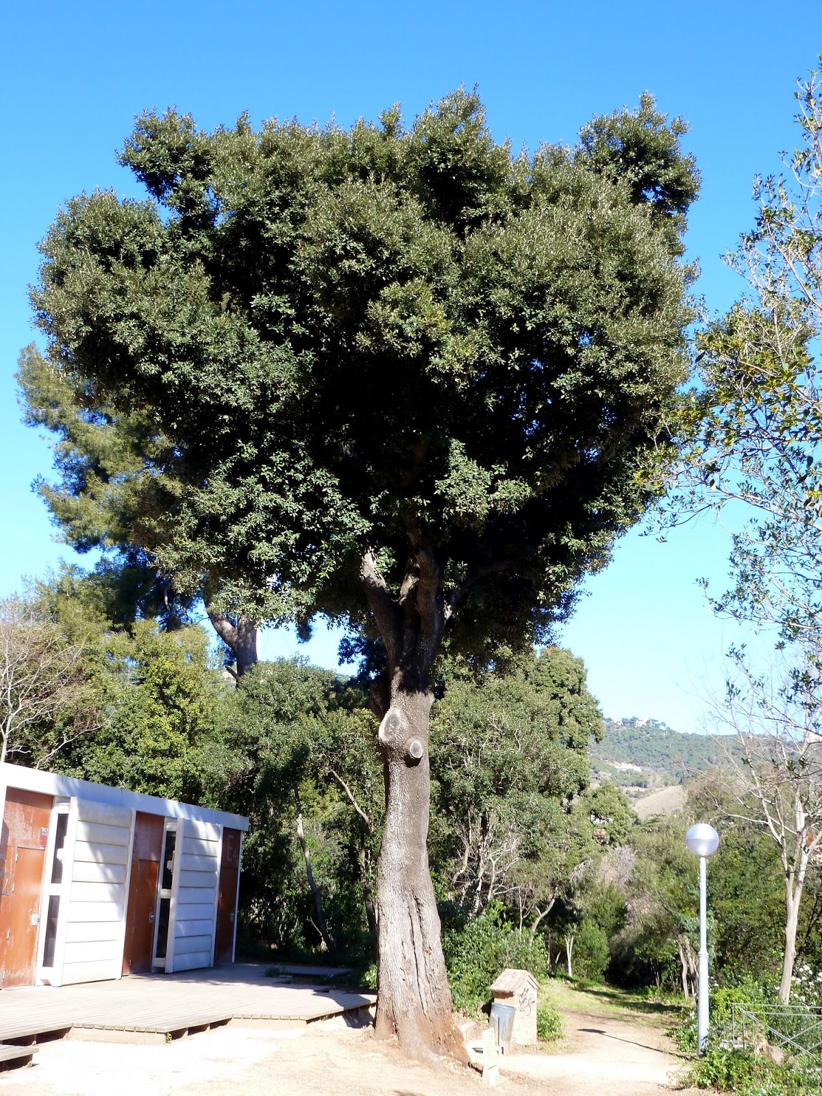 Árboles con alma: Encina. Alzina. (Querqus ilex, subespecie ilex)