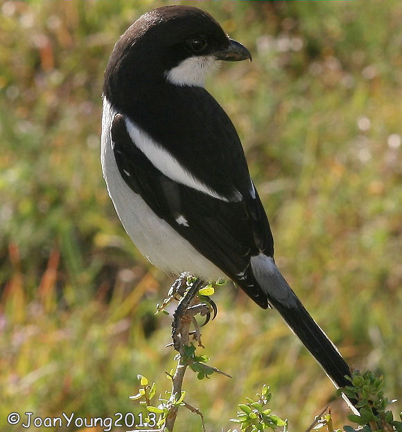 South African Photographs: Fiscal Shrike