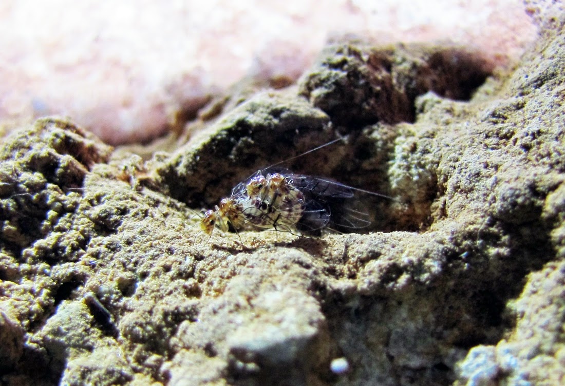 The Insect World: Recent Findings: Genital Reversal in the Cave ...