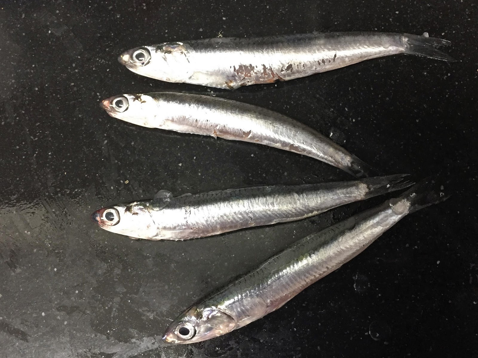 LA DESPENSA DE SANDRA: De la mar... el boquerón