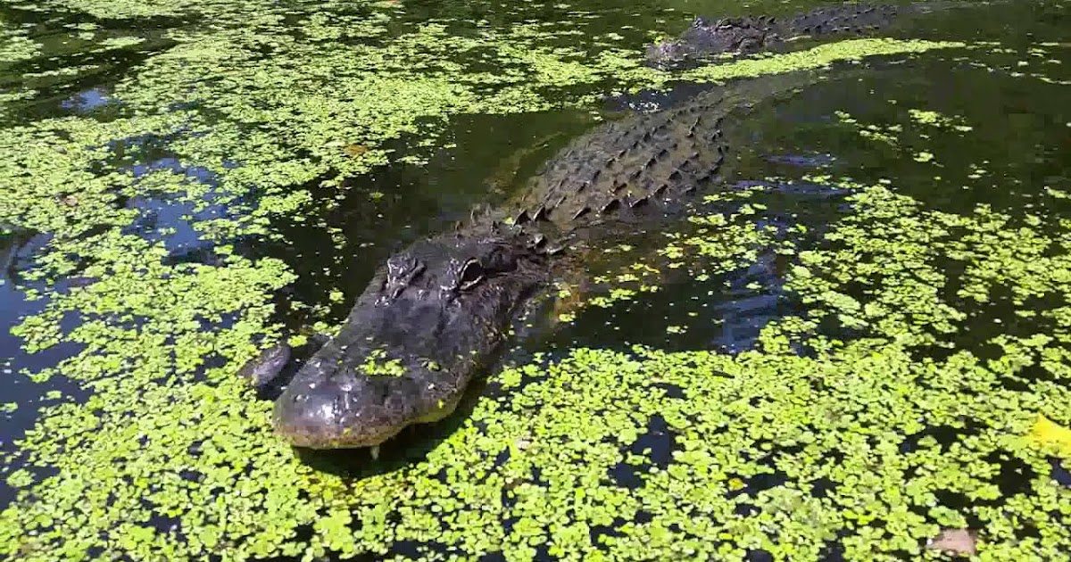 Life in the Shoe: How to Write and Publish--9--Self-publishing, My Journey