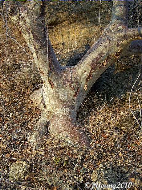 Natures World of Wonder: African Star-chestnut / Tick Tree (Sterculia ...