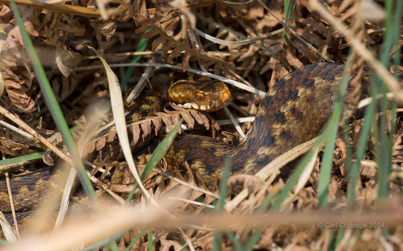 Yorkshire Field Herping and Wildlife Photography: March 2014