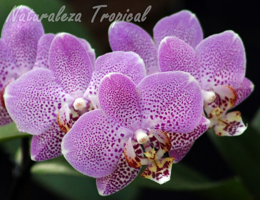 Galería de orquídeas mariposas, género Phalaenopsis | Plantas