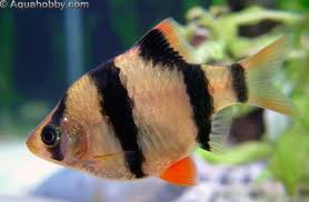 The Way Live My Life: Ikan Sumatra (Puntius tetrazona)