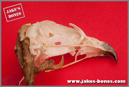 Ben's theory about the golden eagle : Jake's Bones