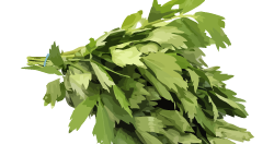 Leacuri din plante medicinale: LEUSTEANUL – planta tamaduitoare cu ...