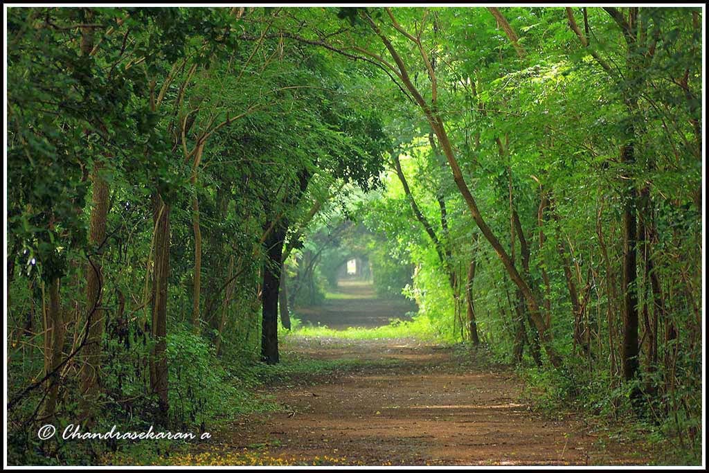 100 THINGS TO DO IN CHENNAI: #19 A visit to Theosophical society