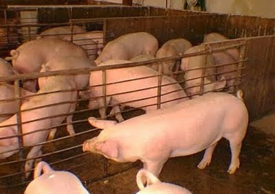 Perú Gourmand: I Festival Gastronómico del Cerdo Peruano