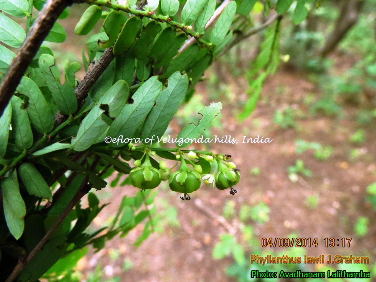 Medicinal Plants: Phyllanthus lawii
