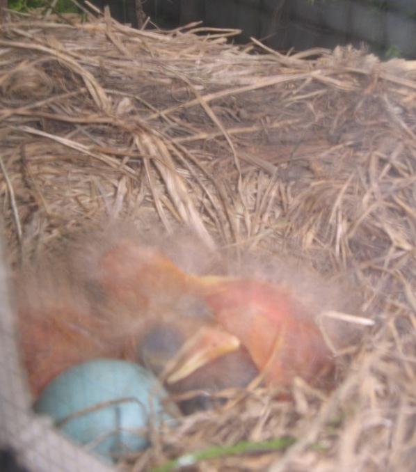 Simply Beautiful Now: birth of spring