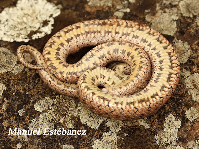 Miradas Cantábricas: Culebra lisa meridional (Coronella girondica)