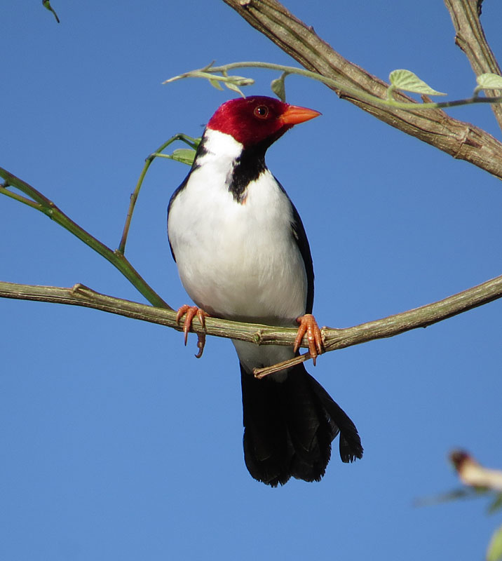Birdernaturalist: The Pantanal – Largest Freshwater Wetlands in the World