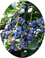 Jammu and Kashmir Medicinal Plants Introduction Centre: blueberry ...
