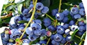 Jammu and Kashmir Medicinal Plants Introduction Centre: blueberry ...