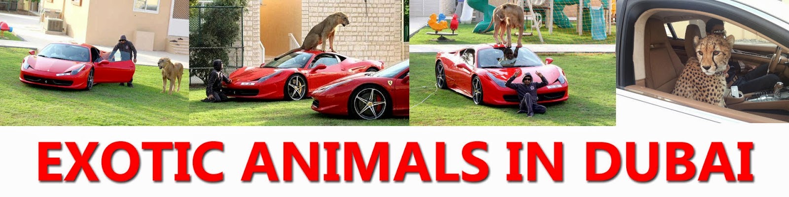 Fadia Azzahra Blog: Exotic Animals in Dubai