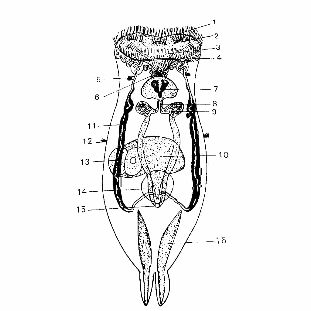 6 Ciri-Ciri Filum Rotifera dan Klasifikasinya - Zona Penemuan