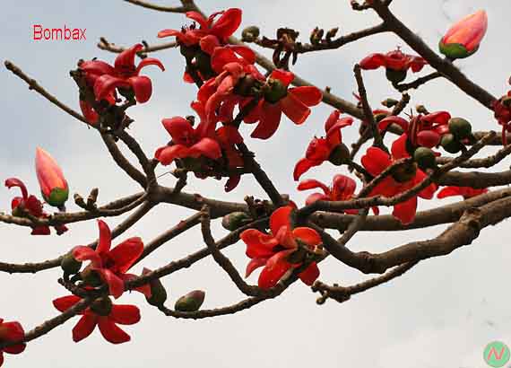 Flowers Name | English Meaning & Image | Flowers Vocabulary | Necessary ...