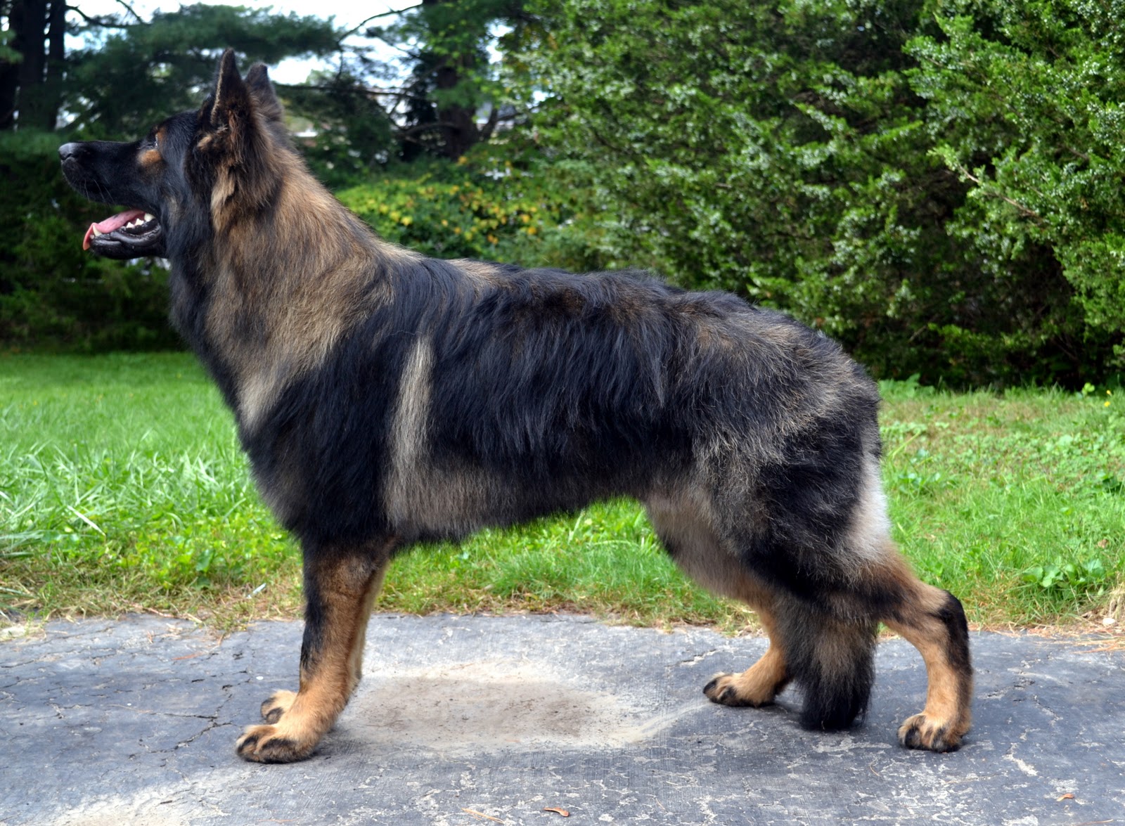 Gobles Sonar vom Shipwreck: Coat Color changes of the Sable German Shepherd