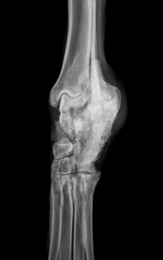 Traumatología y Ortopedia Veterinaria: Traumatologia