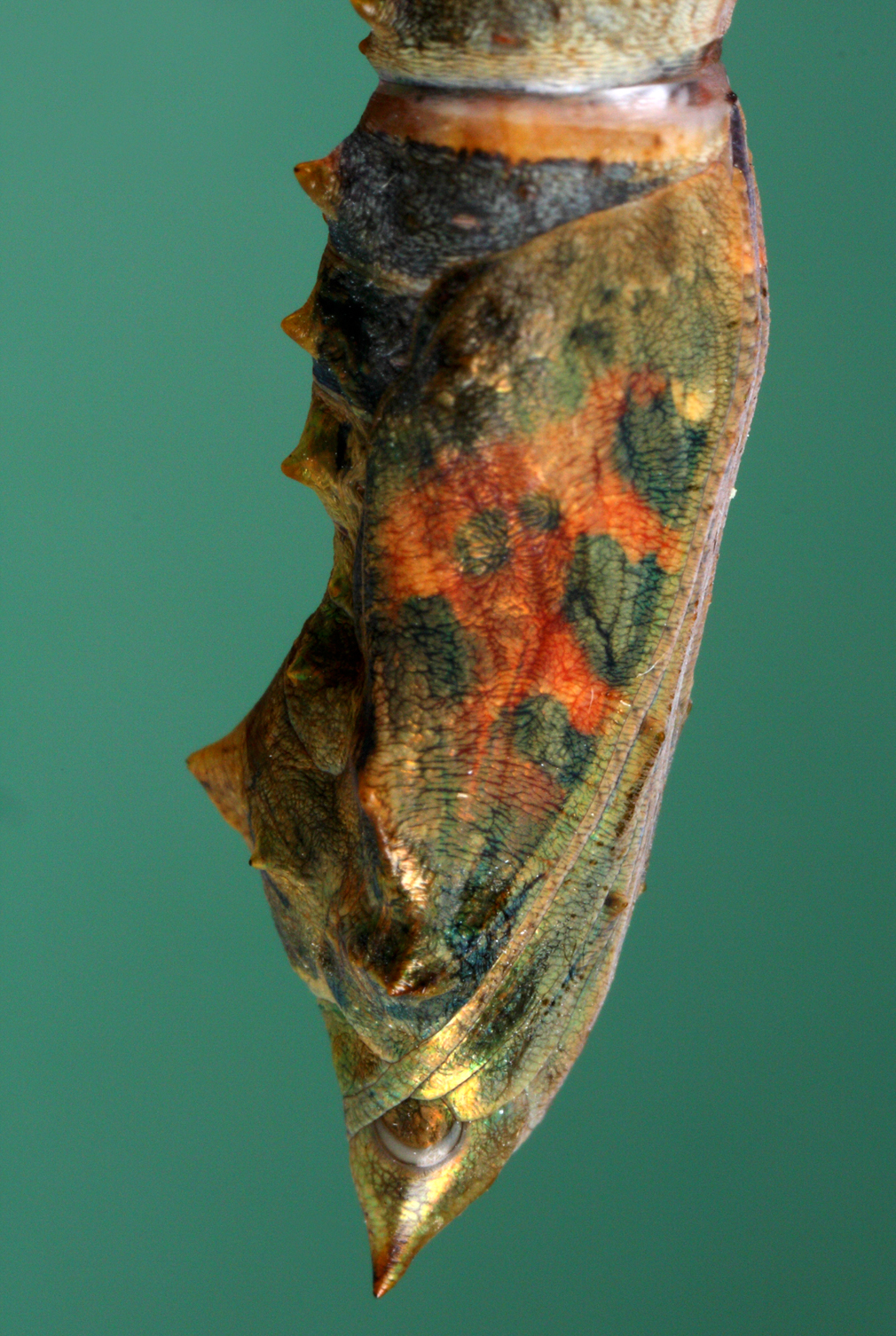 JJ's Photographic nature blog: June 2013