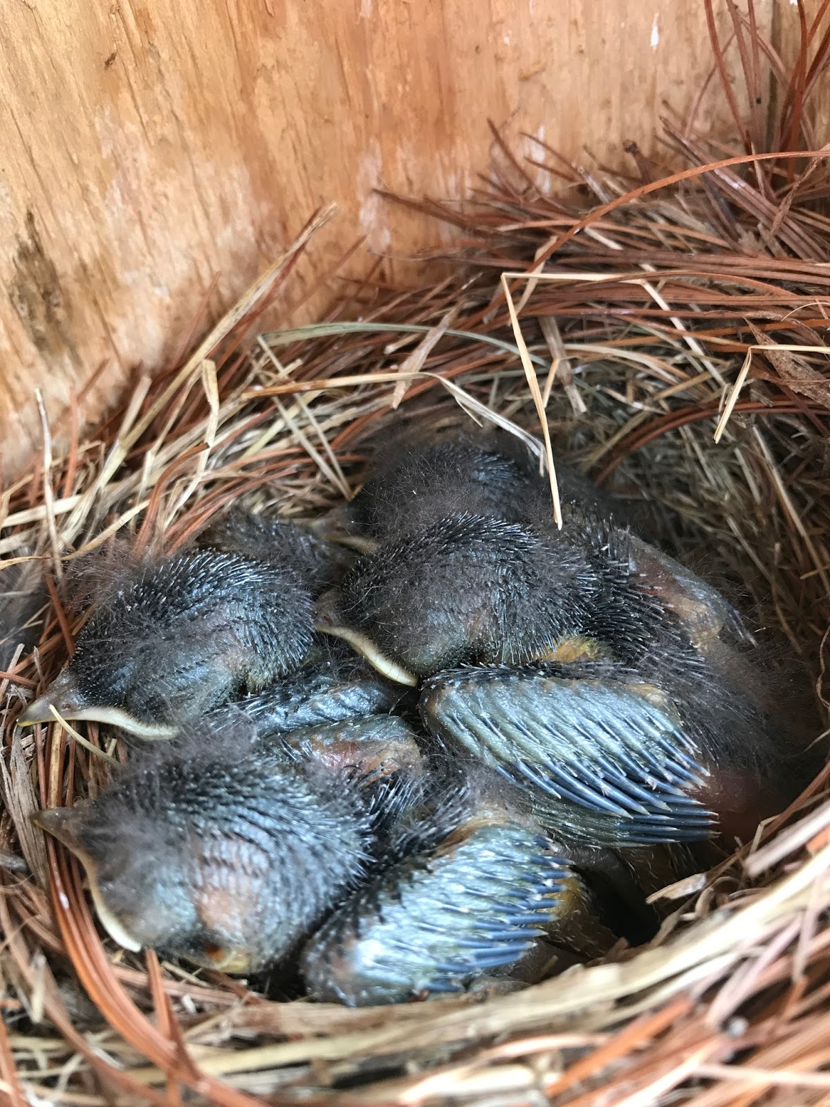 Isabella Conservation District Environmental Education Program ...