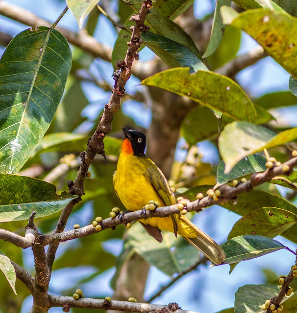 Musicroom's Imaging: Flame Throated Bulbul