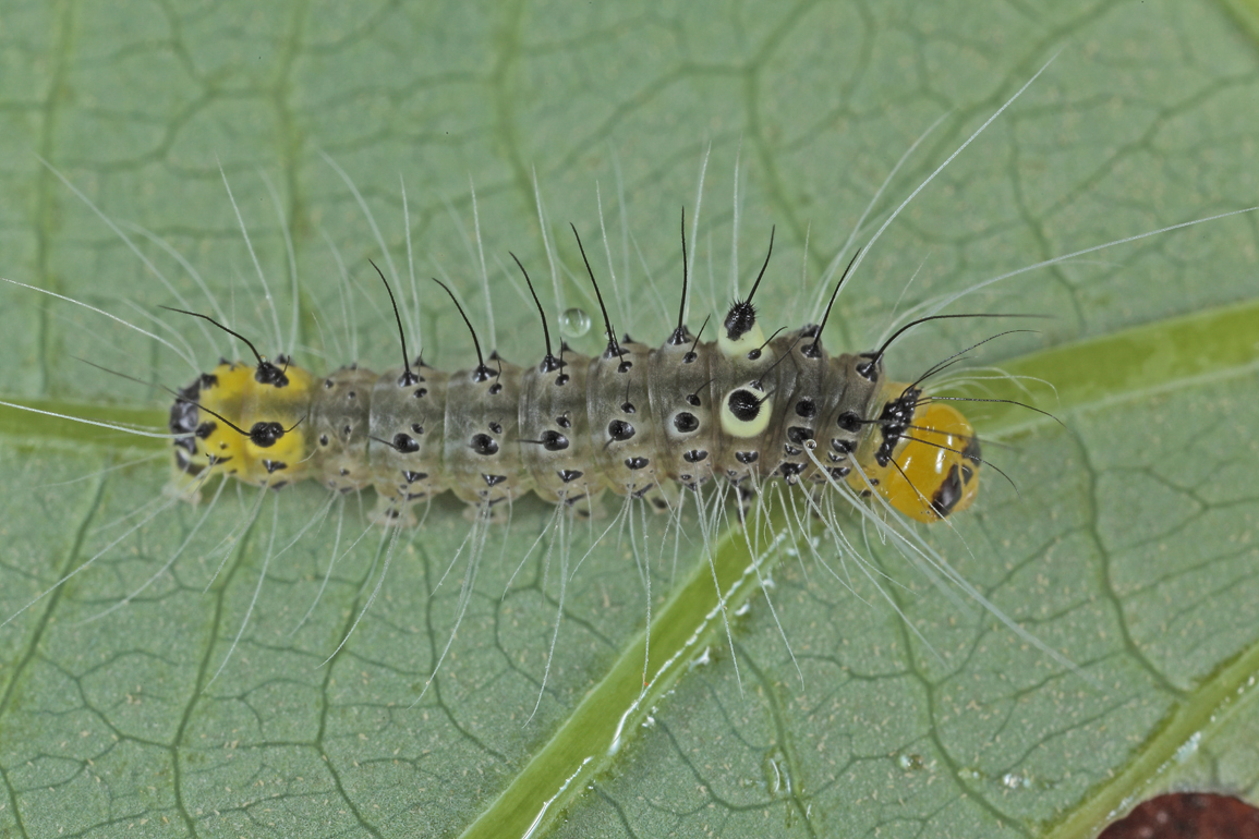 BunyipCo: November 2012