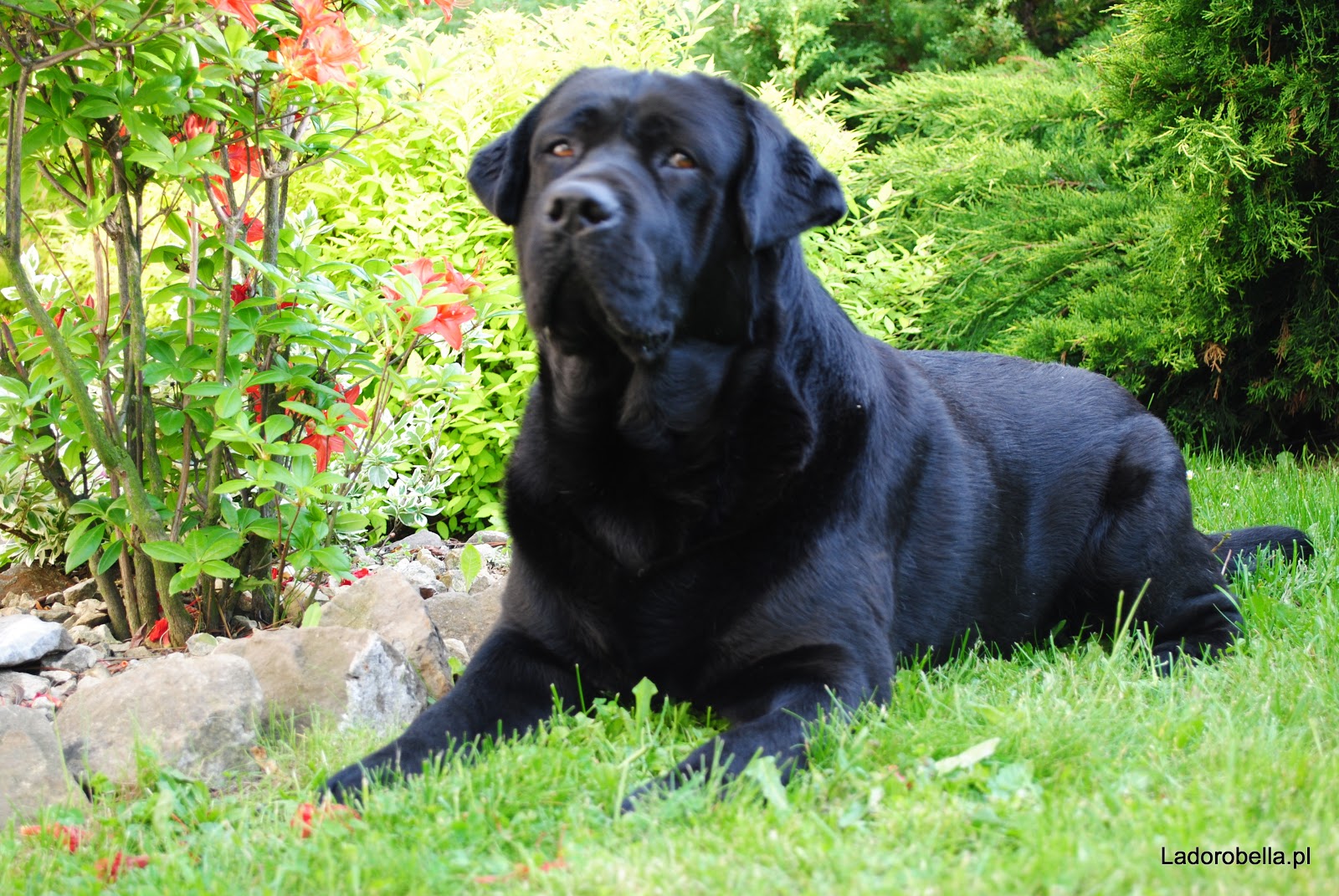 La Doro Bella - Hodowla Labrador Retriever: EDI