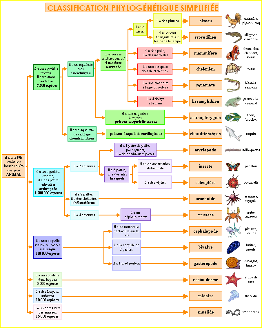 La classification des animaux | Classification des animaux, Science ...