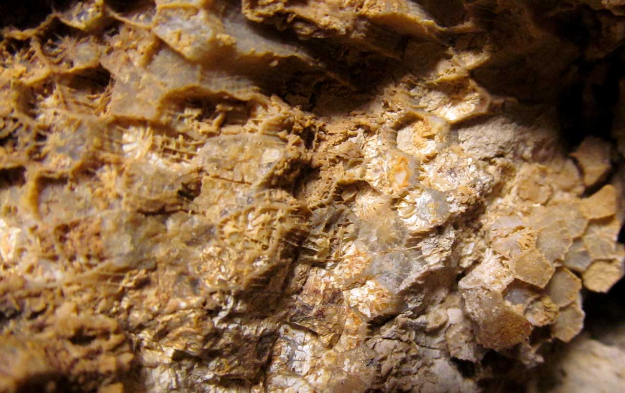 Louisville Fossils and Beyond: Favosites Coral Fossil