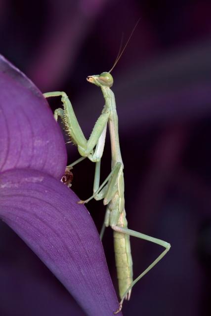 naturalacts: Facts about the Praying Mantis