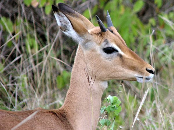 Book 2 of my "Animal Series": Introducing Moni