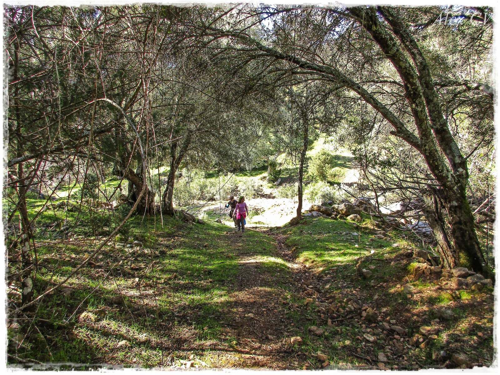 POR LOS CERROS DE ÚBEDA: CIRCULAR MIRANDA DEL REY, CASA DEL HORNILLO ...
