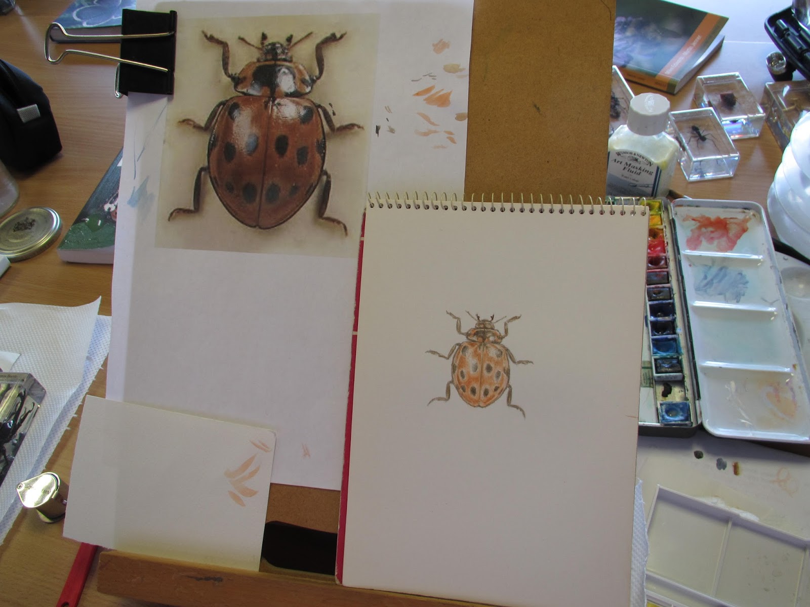 Cath Hodsman - Wildlife and Natural History Artist: A busy and ...