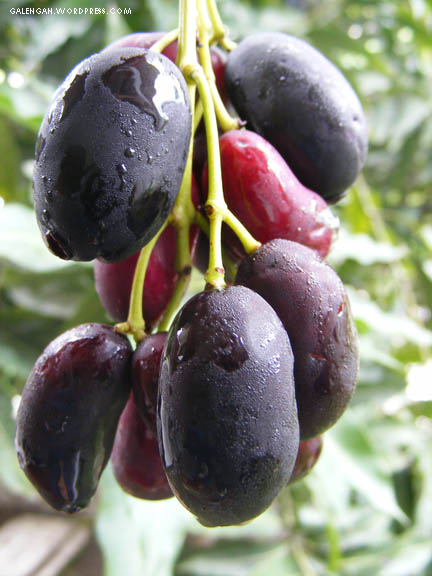 How and Where to Grow Jambul/Jamun, Growing Jamun Plant - Everything ...