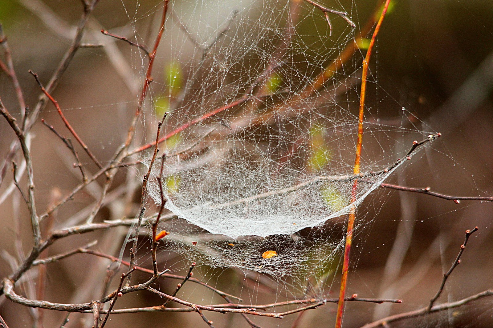Here and There: Day 147 - 26th May 2016 - Cobwebs, Swallow, Reflections ...
