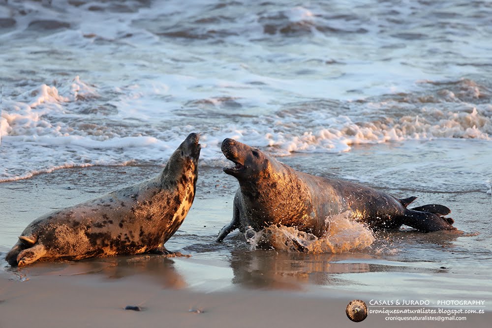 CRÒNIQUES NATURALISTES: FOQUES GRISES A NORFOLK - FOCAS GRISES EN ...