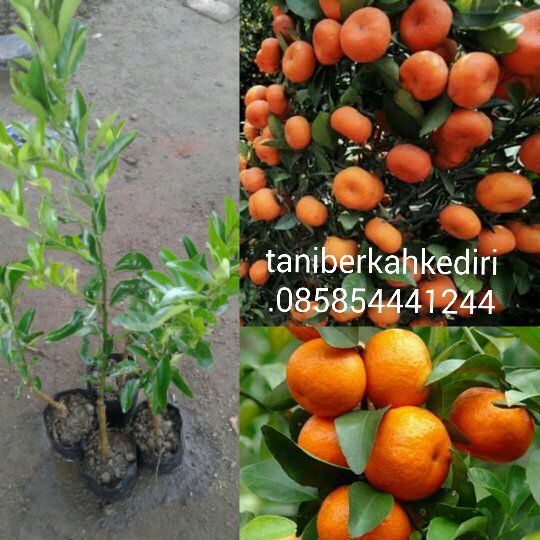 Cara Menanam Jeruk Dari Biji Agar Cepat Berbuah - Cara Menanam Jeruk ...