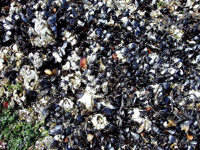 Everything Nanaimo: DODD NARROWS