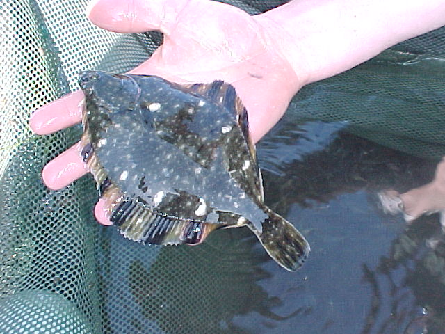 Biology and stuff (bio 11 class)