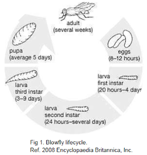 Life Cycle Of A Blowfly