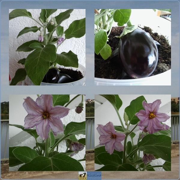 Ricolina: Unglaublich,