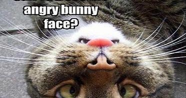 To Make You Laugh: Can You See The Angry Bunny Face